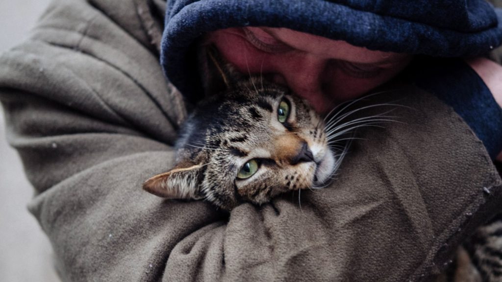 Member Lens: Mye Hoang on Wrangling 'Cat Daddies' and Directing Her ...