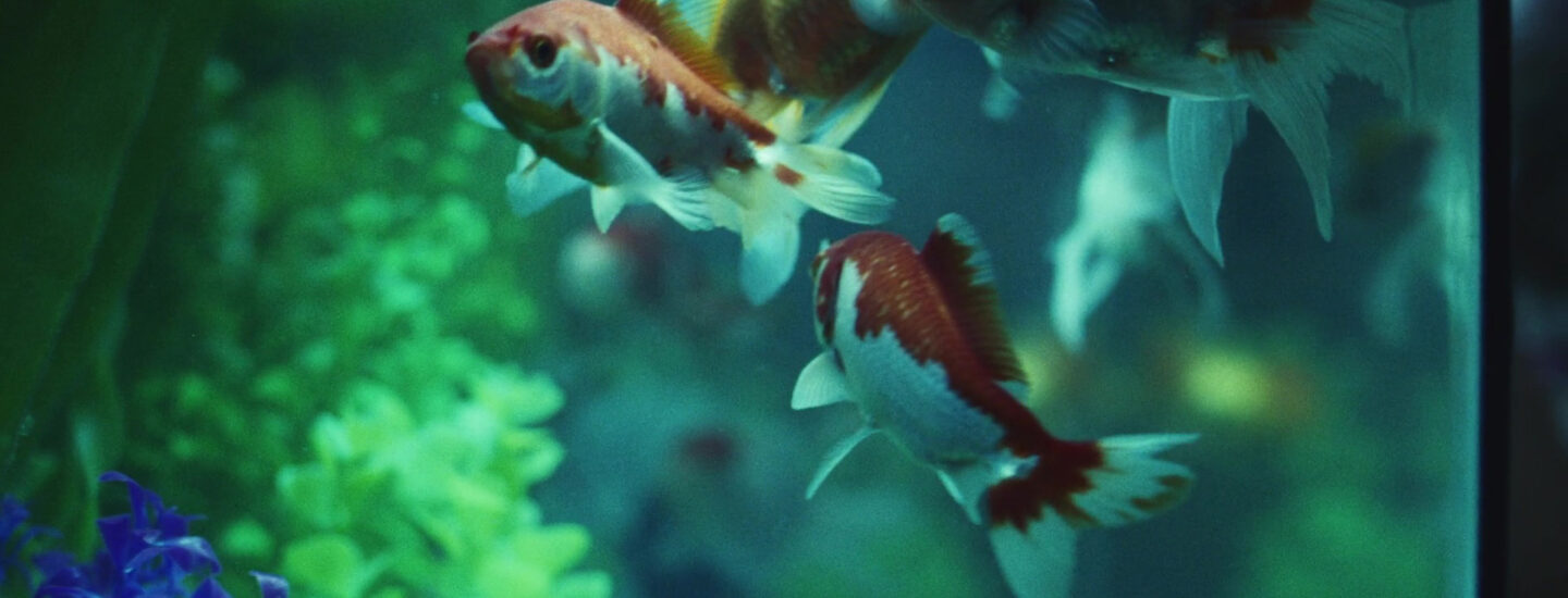 Fishtank - Film Independent